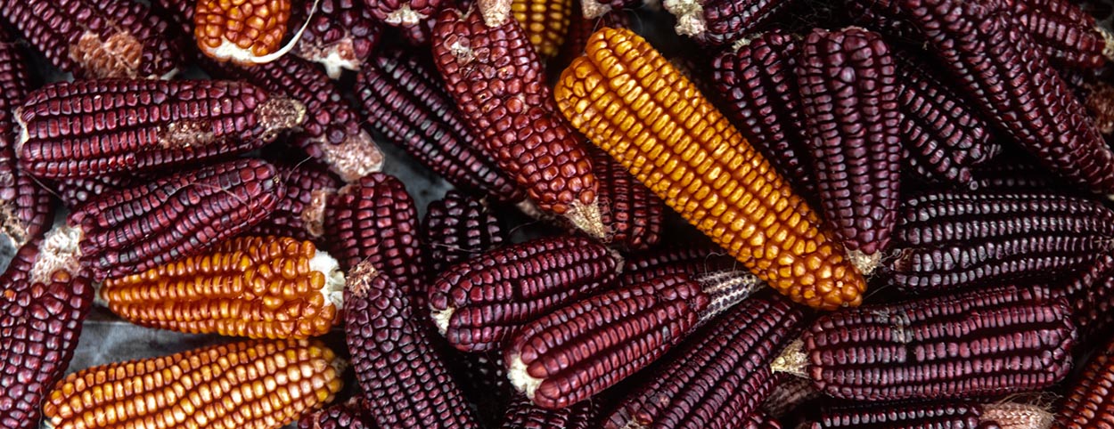 Our Journey – GRAN MAIZAL